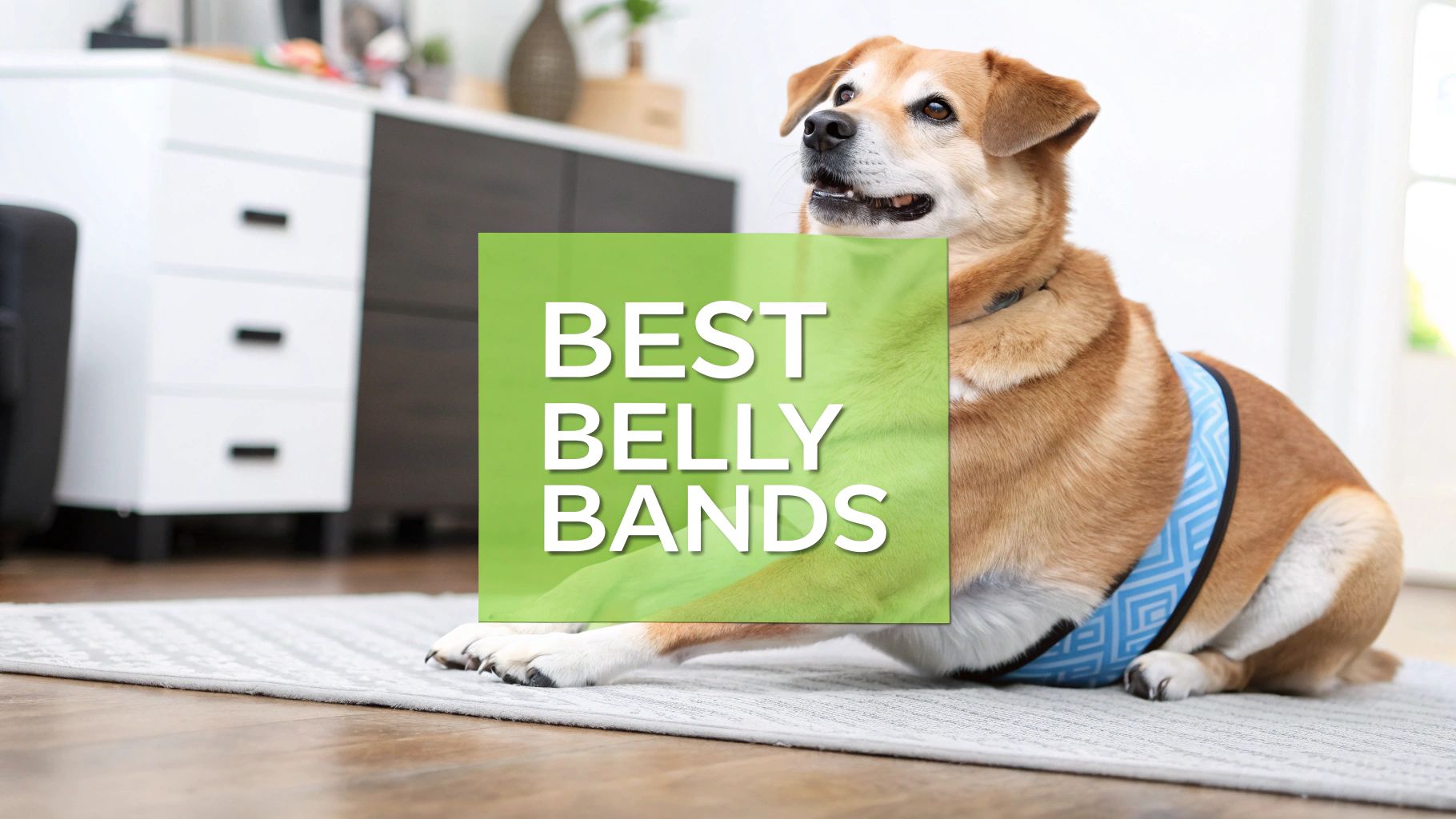 Finding the Best Belly Bands for Male Dogs – Pet Magasin
